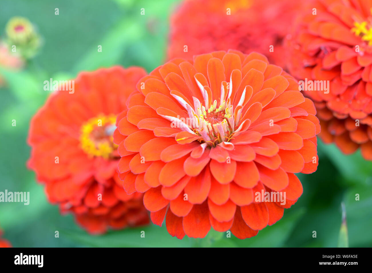 orange zinnia (aster family) in garden under sunny Stock Photo - Alamy