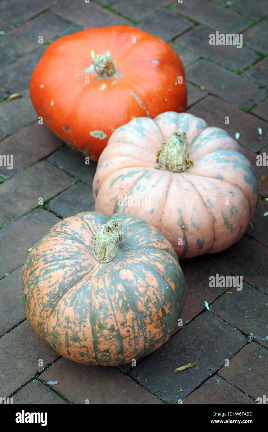 bumpy pumpkin on the yard for Halloween in dark evening (focus on frist ...