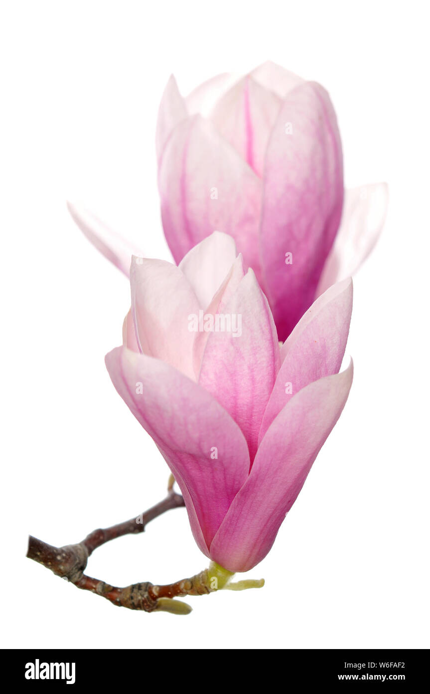 magnolia flowers isolated on white background Stock Photo - Alamy