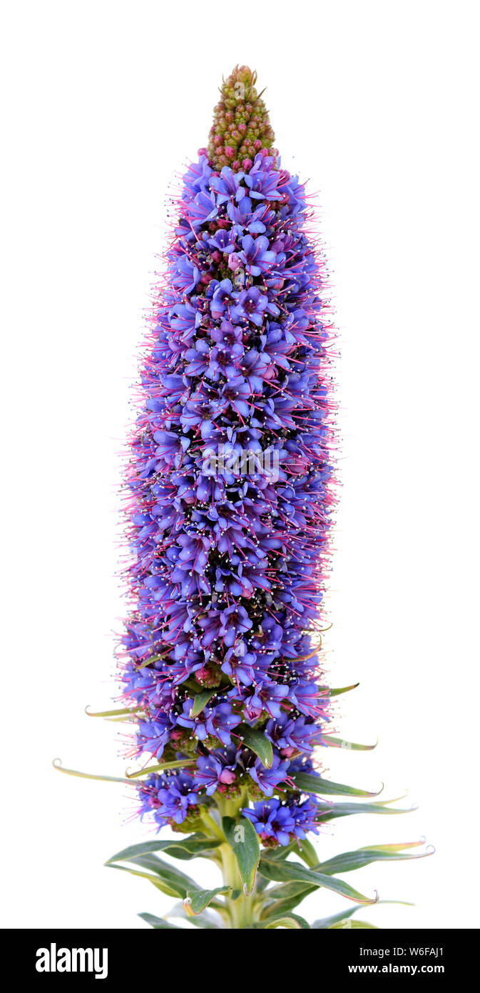 single echium fastuosum flower (Pride-of-Madeira, Borage Family ...