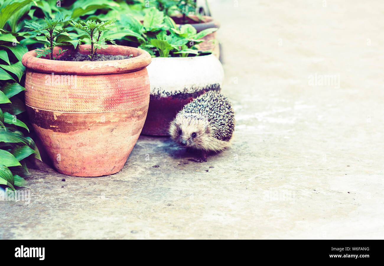 Hedgehog plant pot hi-res stock photography and images - Alamy
