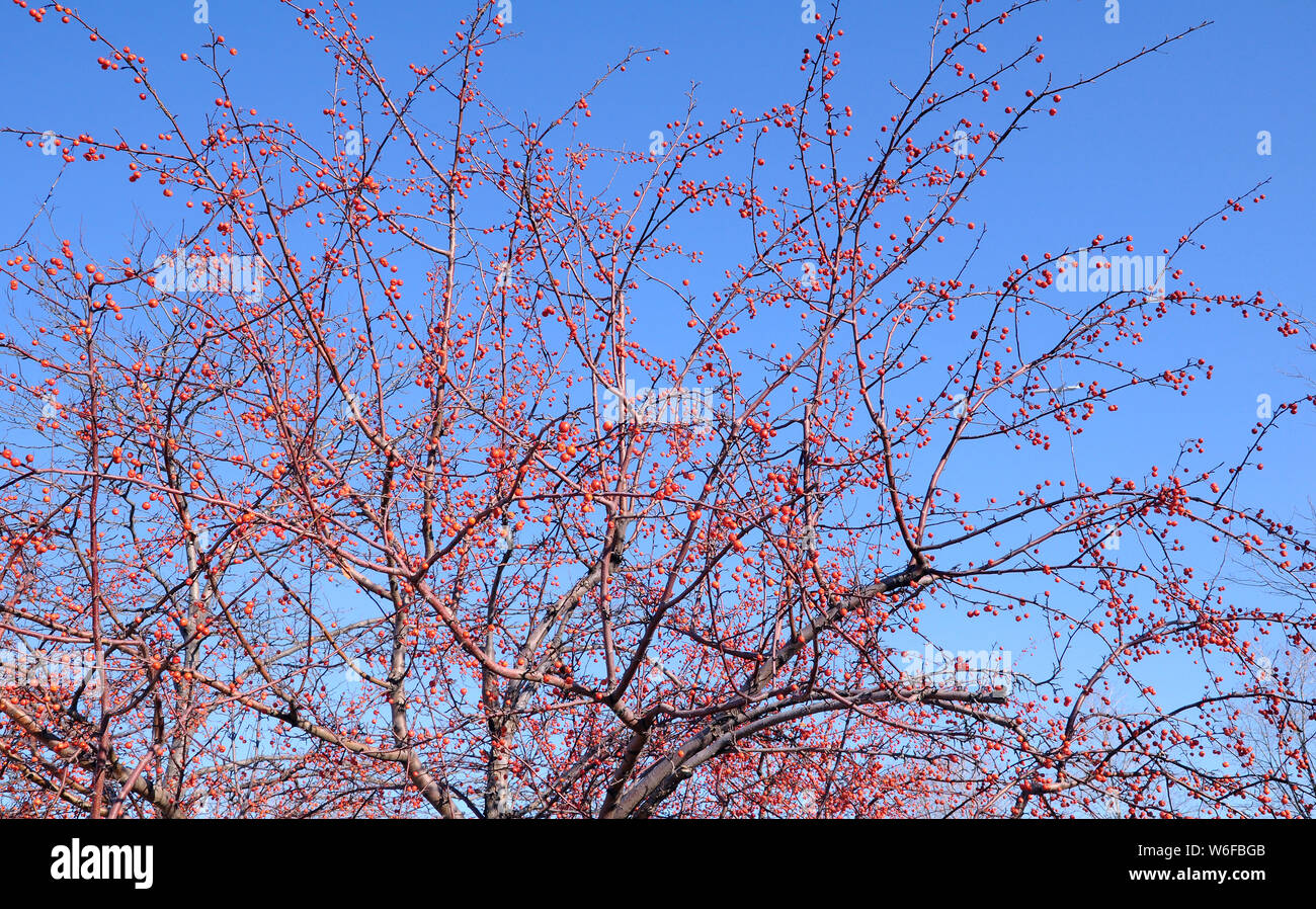 Crap apple tree hi-res stock photography and images - Alamy