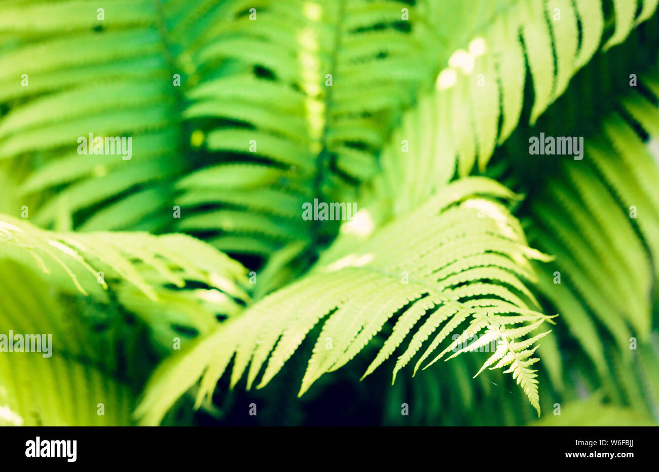 Fern (Polypodiophyta) with green leaves texture background, plants in a ...