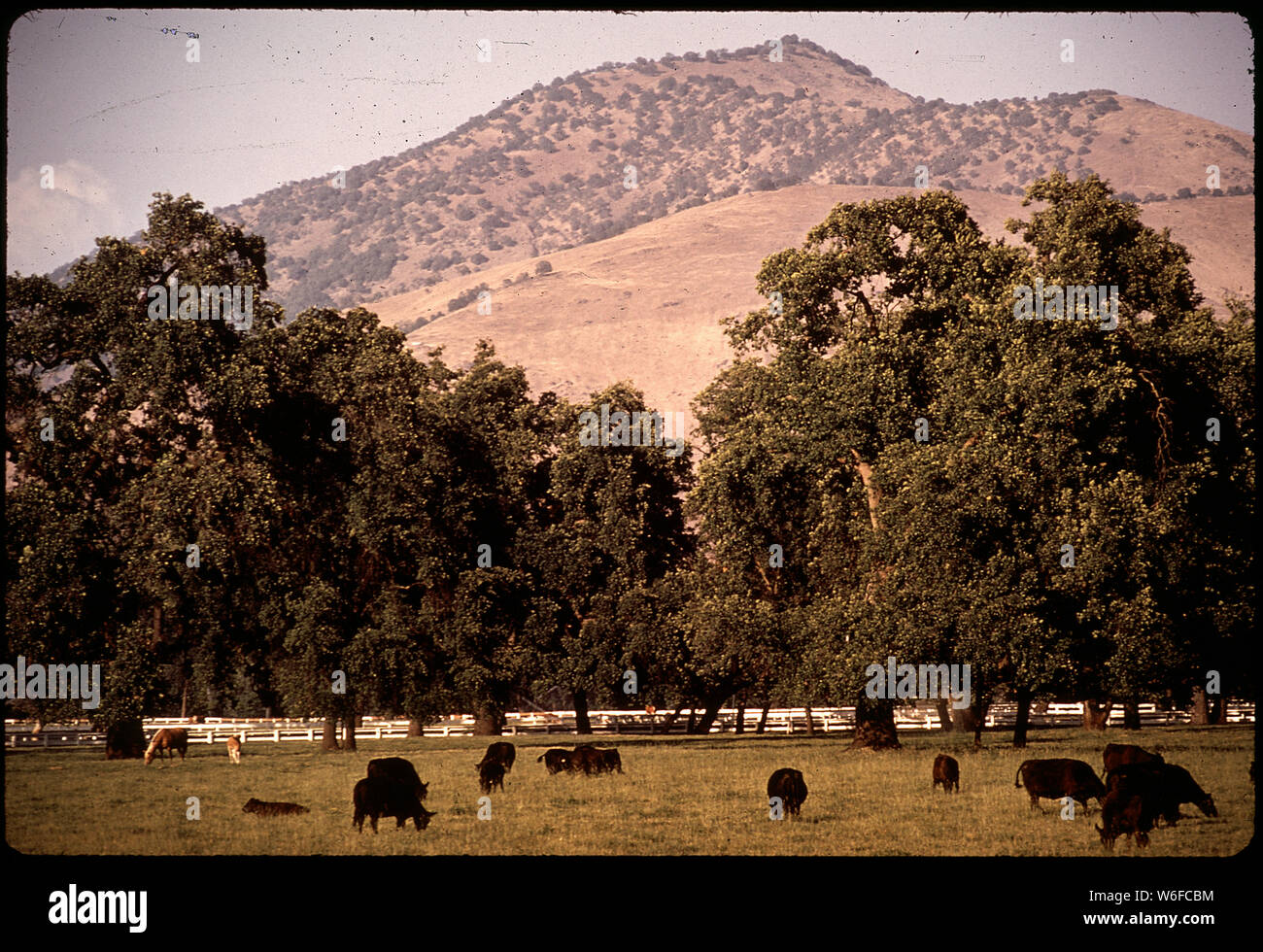 BLACK ANGUS CATTLE AT RANCH Stock Photo - Alamy