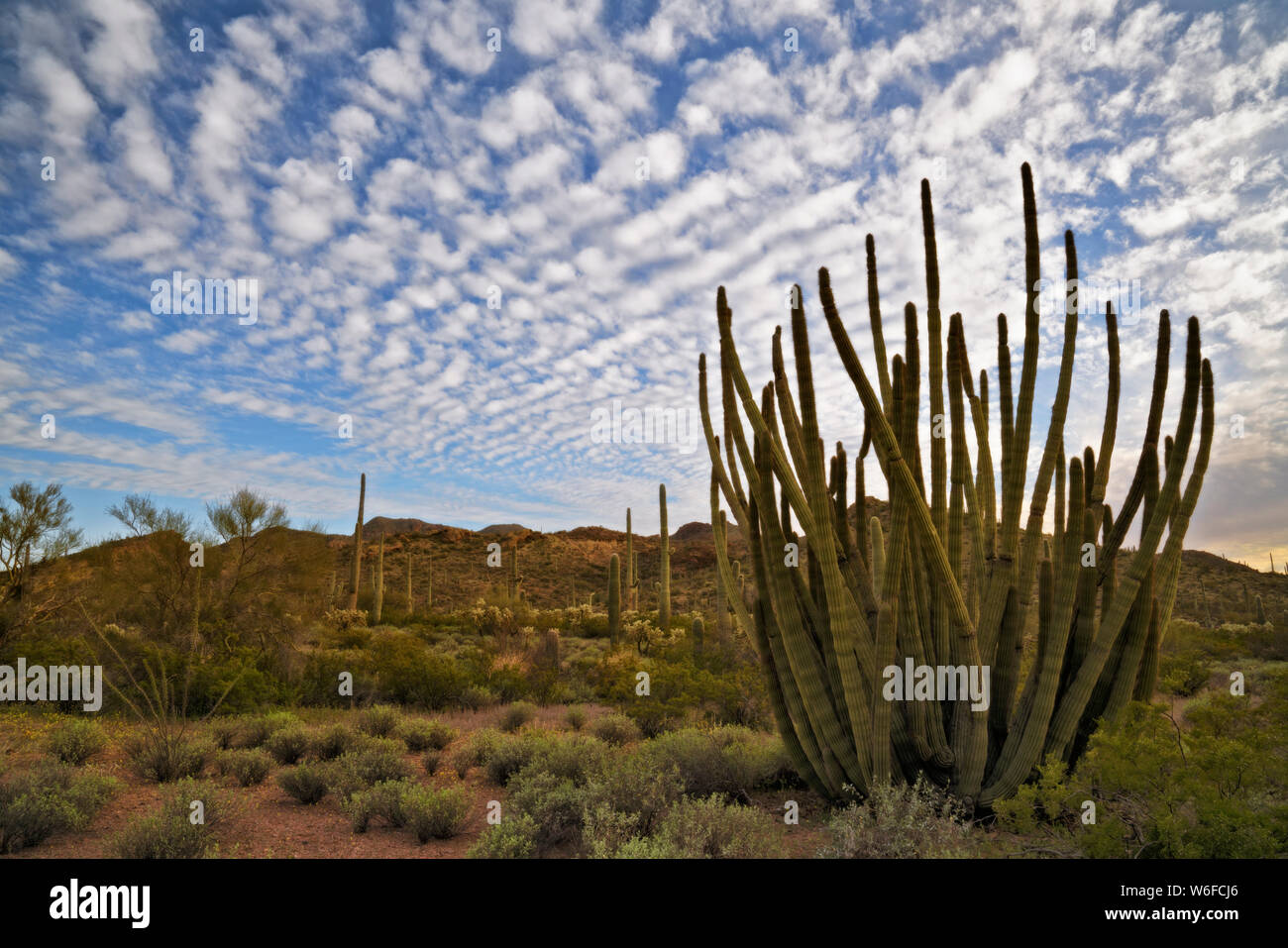 The multi armed organ pipe cactus thrive along Arizona's southern most ...