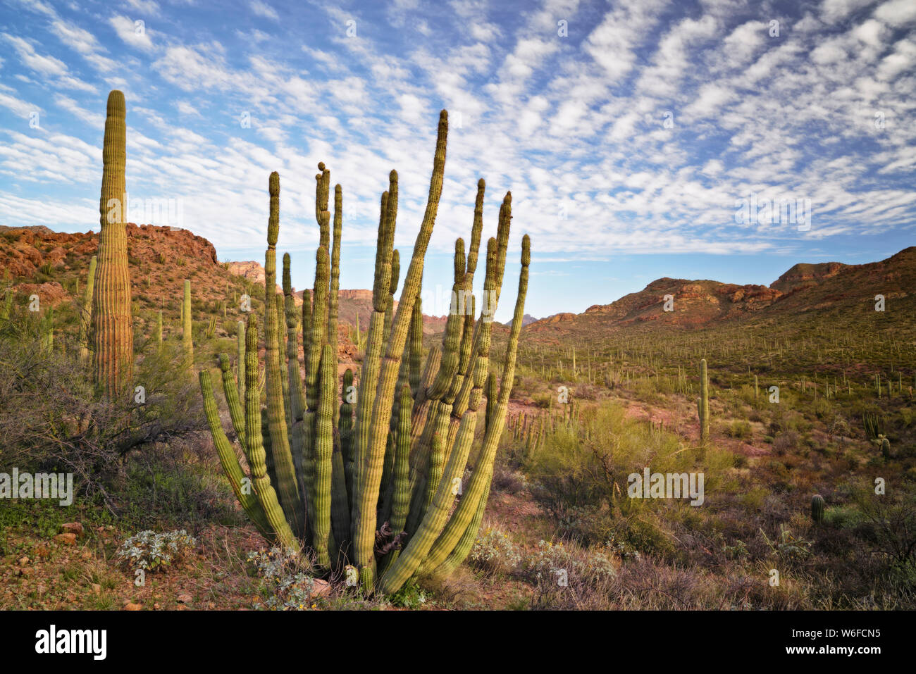 The multi armed organ pipe cactus thrive along Arizona's southern most ...