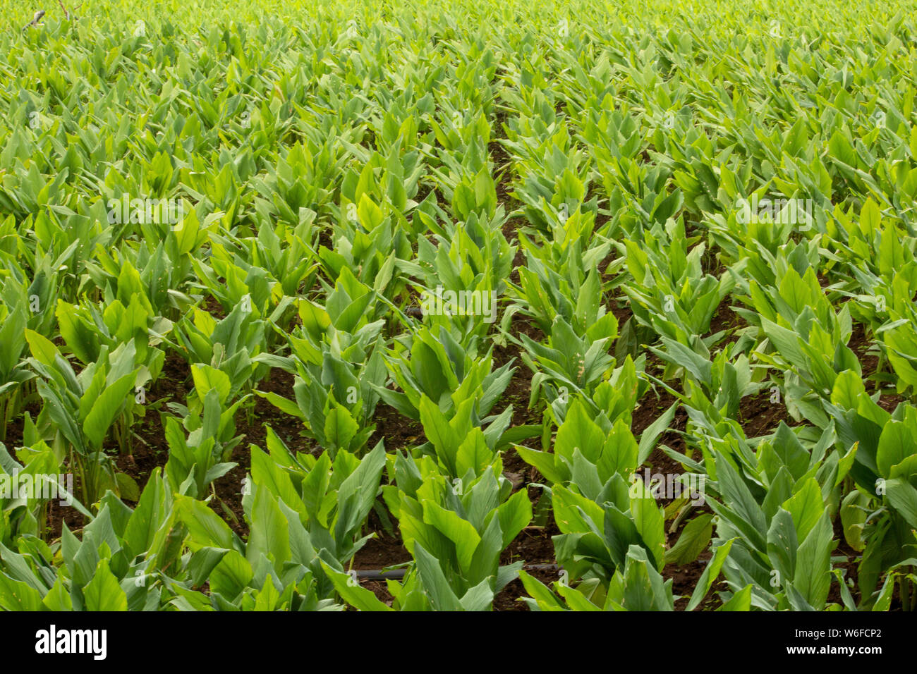 Turmeric Plantation (Curcuma longa), Hasanur, Tamil Nadu - Karnataka ...