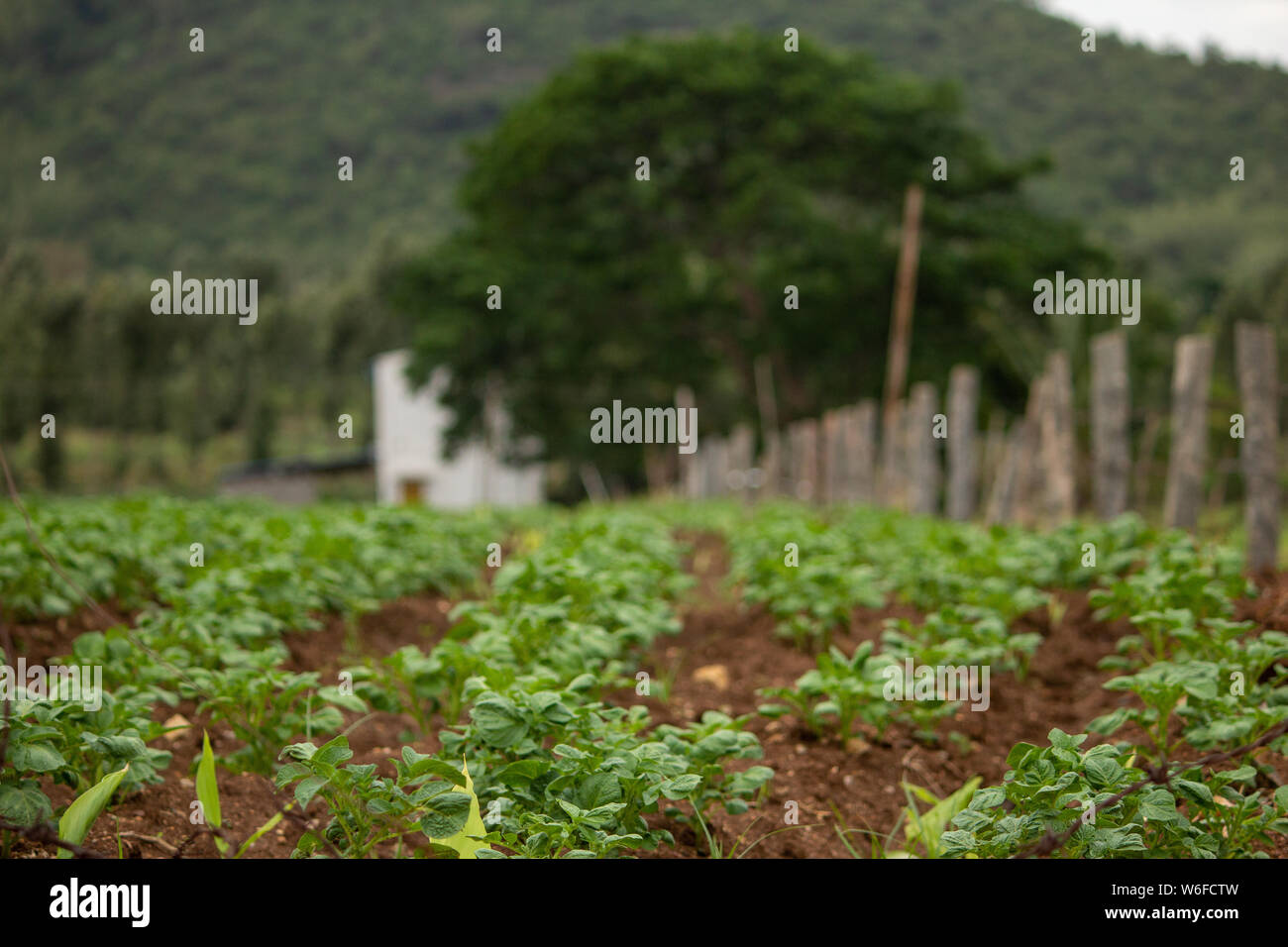 Vegetable farming india hi-res stock photography and images - Alamy