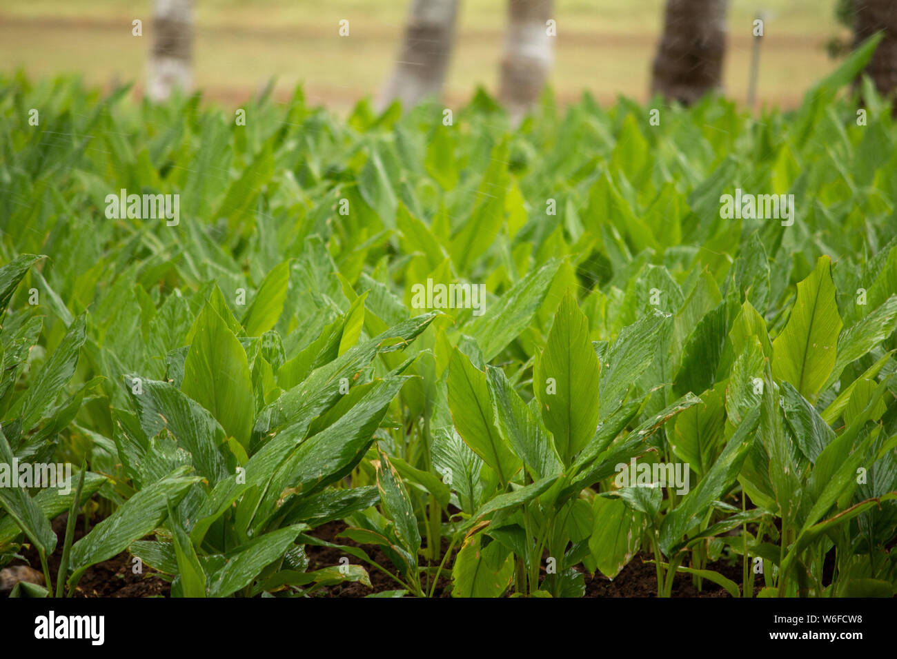 Curcuma longa hi-res stock photography and images - Alamy