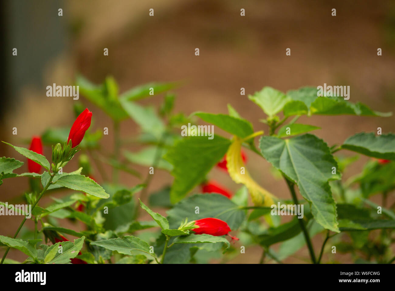 Flowers of tamil nadu hi-res stock photography and images - Alamy