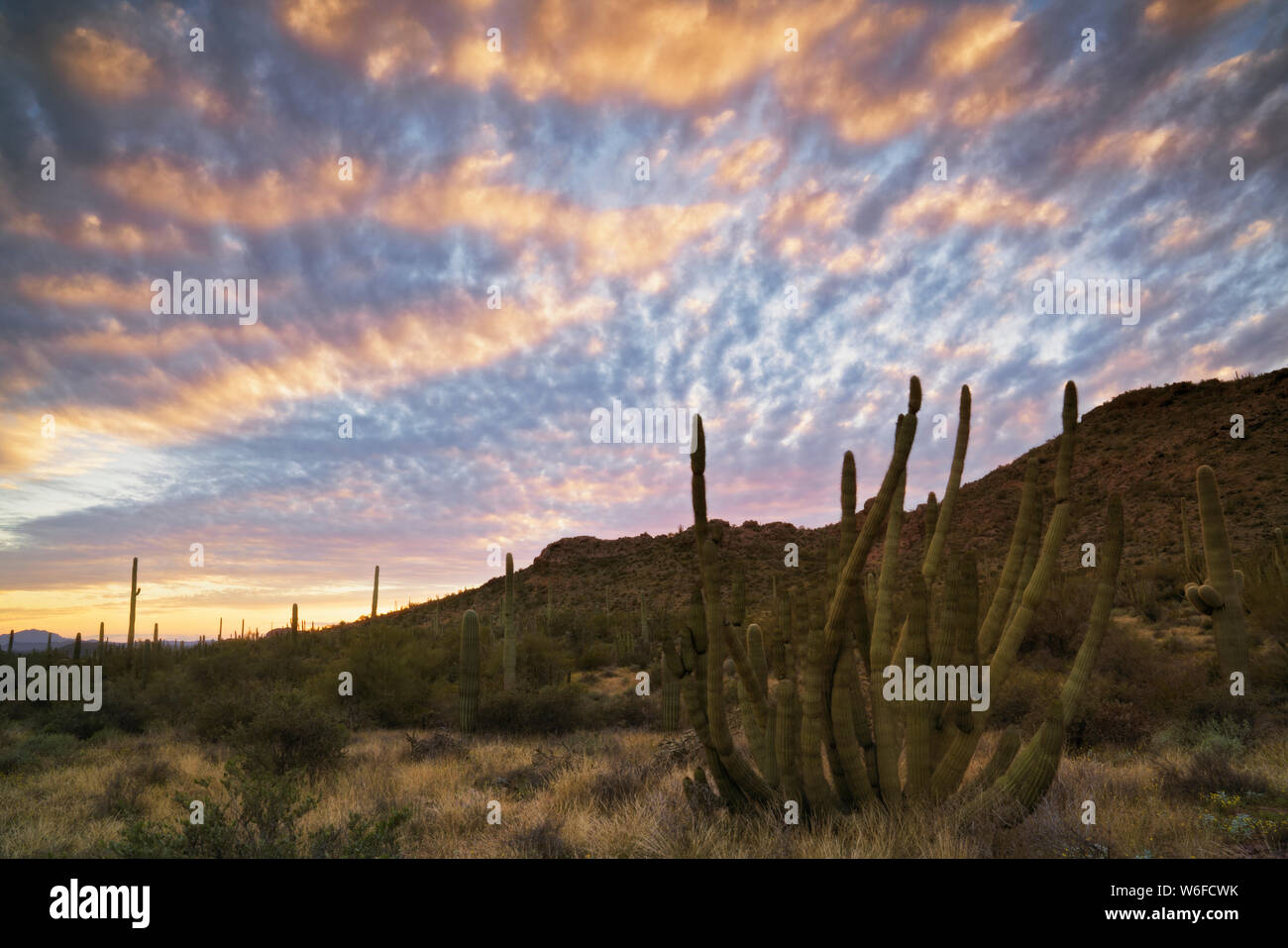 The multi armed organ pipe cactus thrive along Arizona's southern most ...