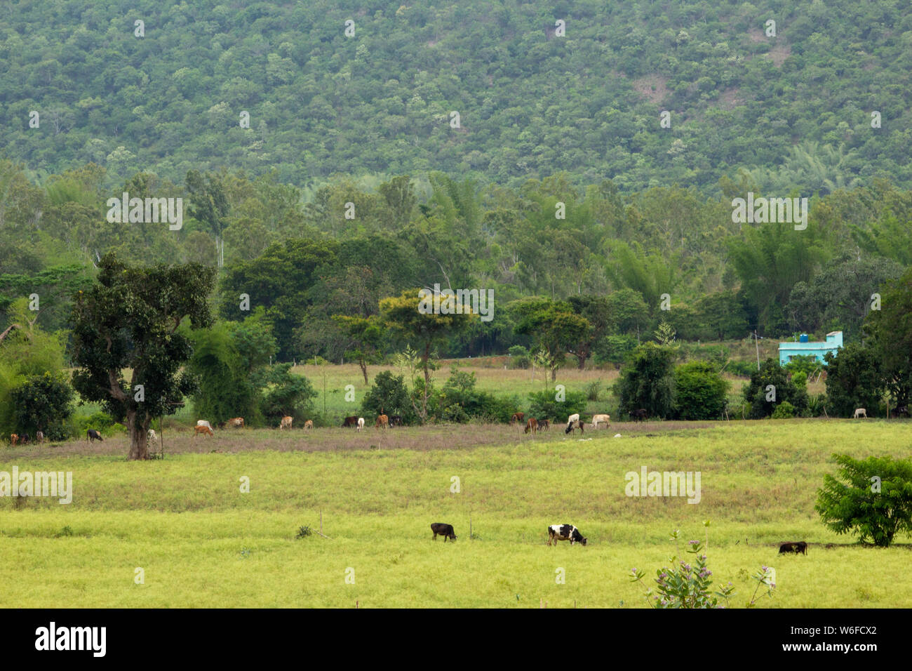 Farmland and meadows in Hasanur, Tamil Nadu, India Stock Photo - Alamy