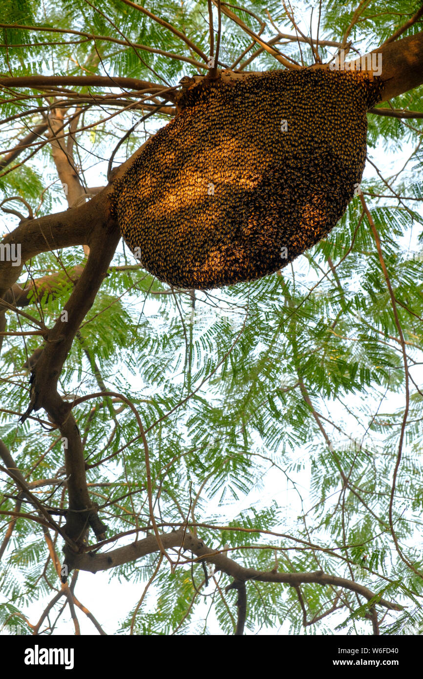 Colony of Wild Bees hangs from a Mimosa tree in the Taj Mahal gardens ...