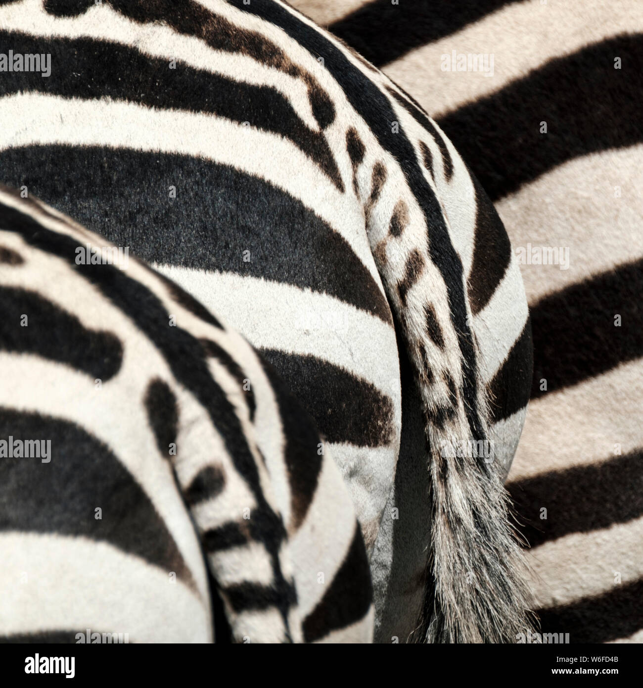 Safari frame hi-res stock photography and images - Alamy