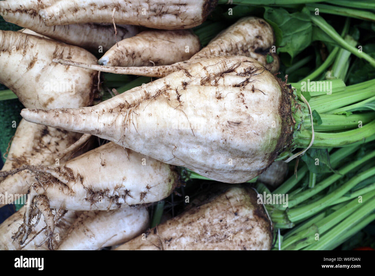 Radish type hi-res stock photography and images - Alamy
