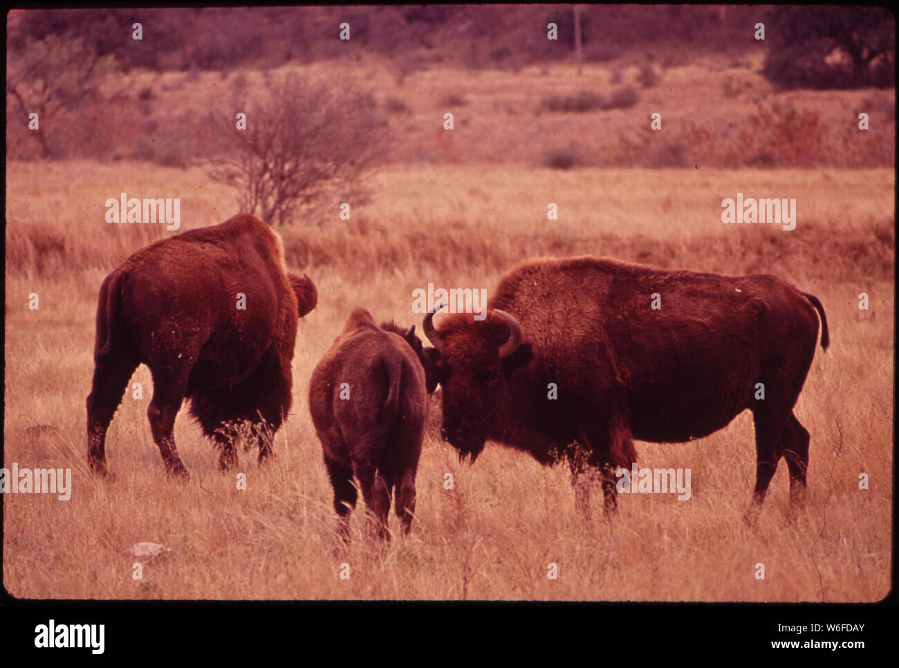 BUFFALO IN MEADOW ON BELL RANCH Stock Photo - Alamy