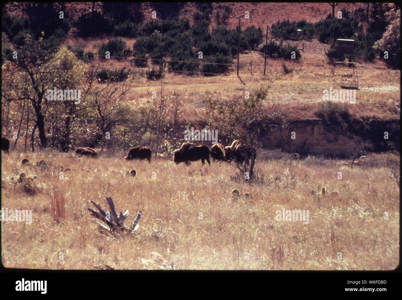 BUFFALO HERD ON BELL RANCH Stock Photo - Alamy