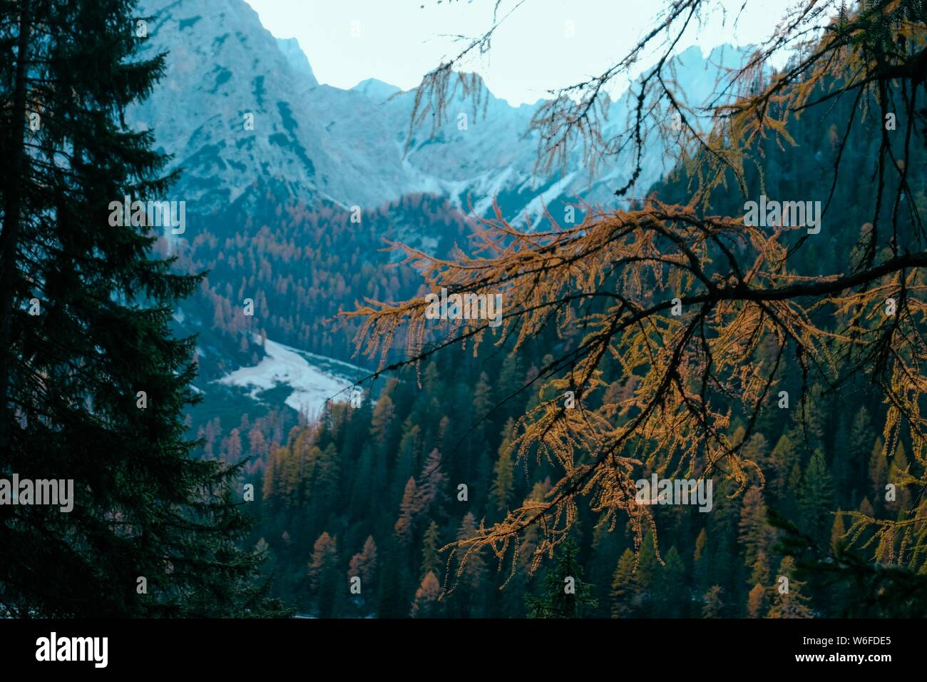 Selective focus of a yellow larch tree branch with a tree covered ...