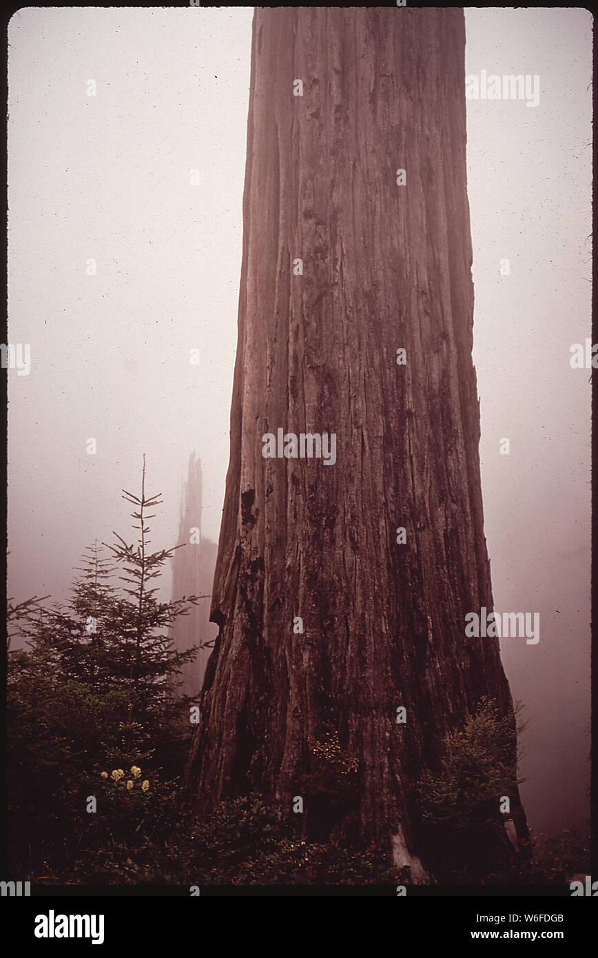 BURNT TRUNK OF GIANT REDWOOD AND NEW YOUNG TREE Stock Photo - Alamy