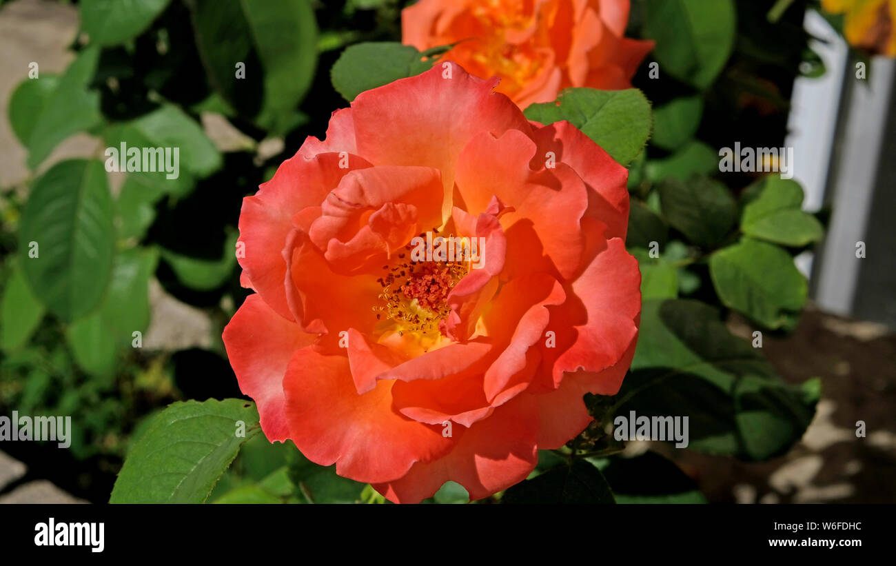 Orange bulgarian rose Stock Photo - Alamy