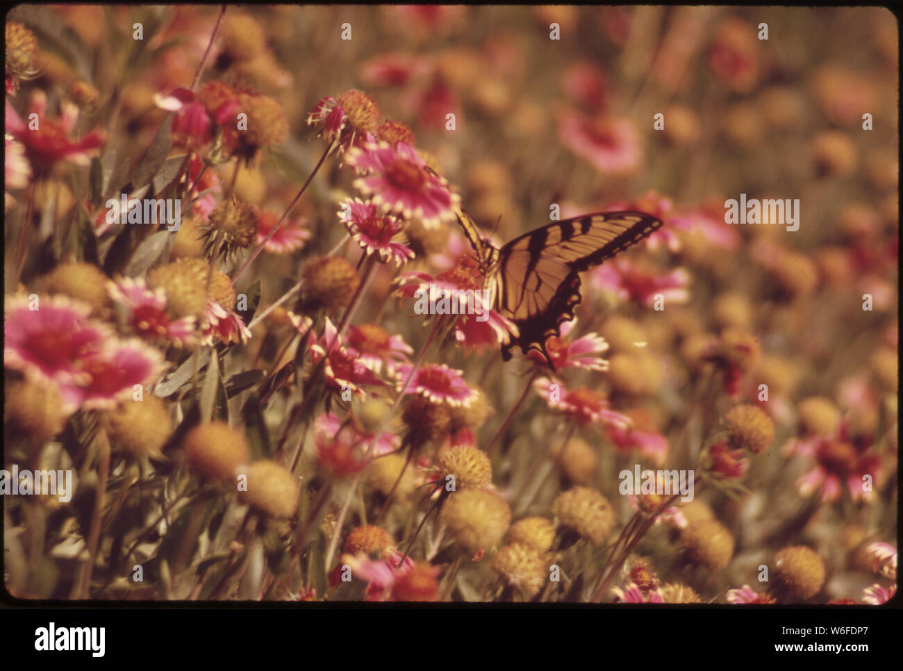 Dallas nature center hi-res stock photography and images - Alamy
