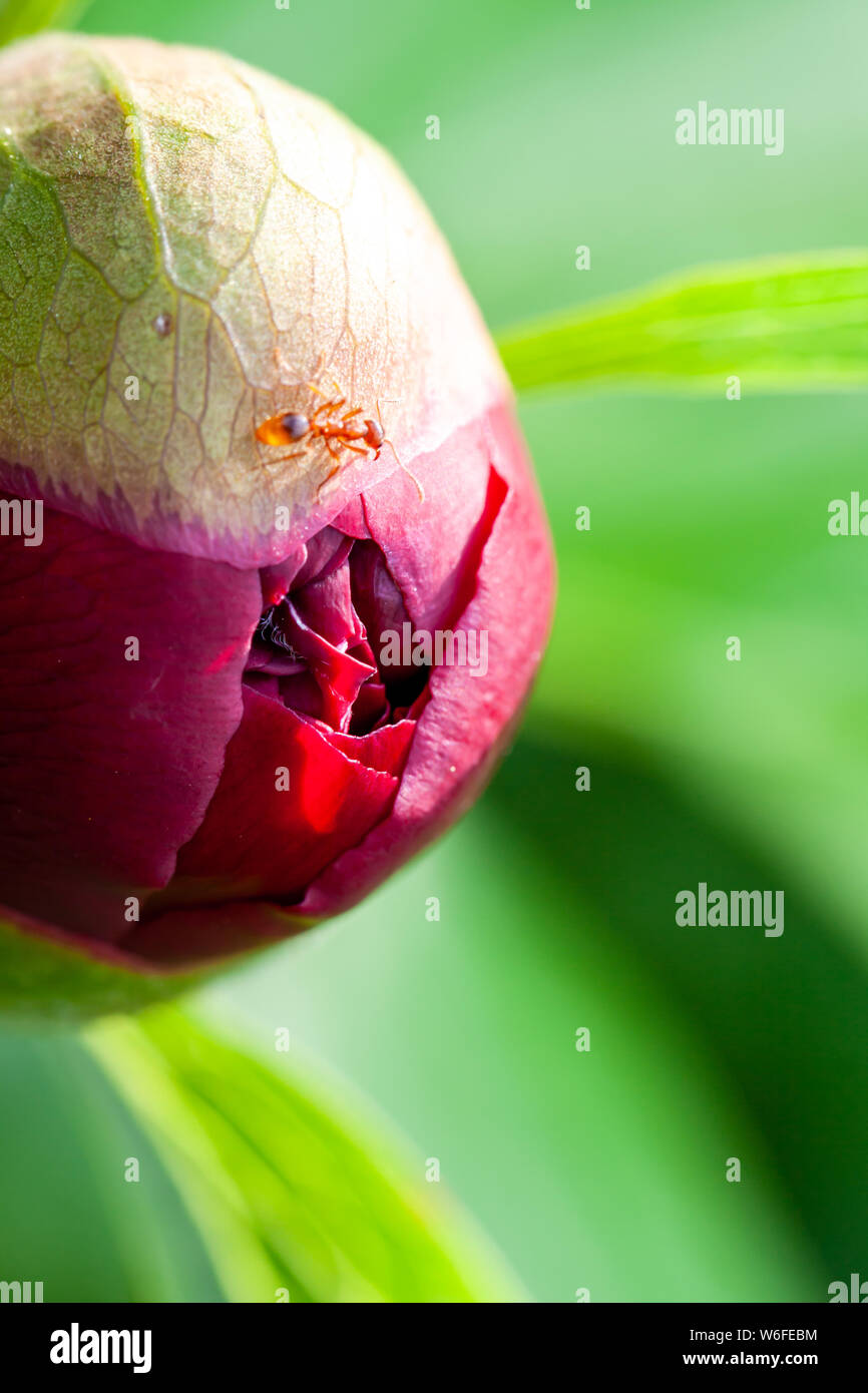 Close up of red rose starting to open Stock Photo - Alamy