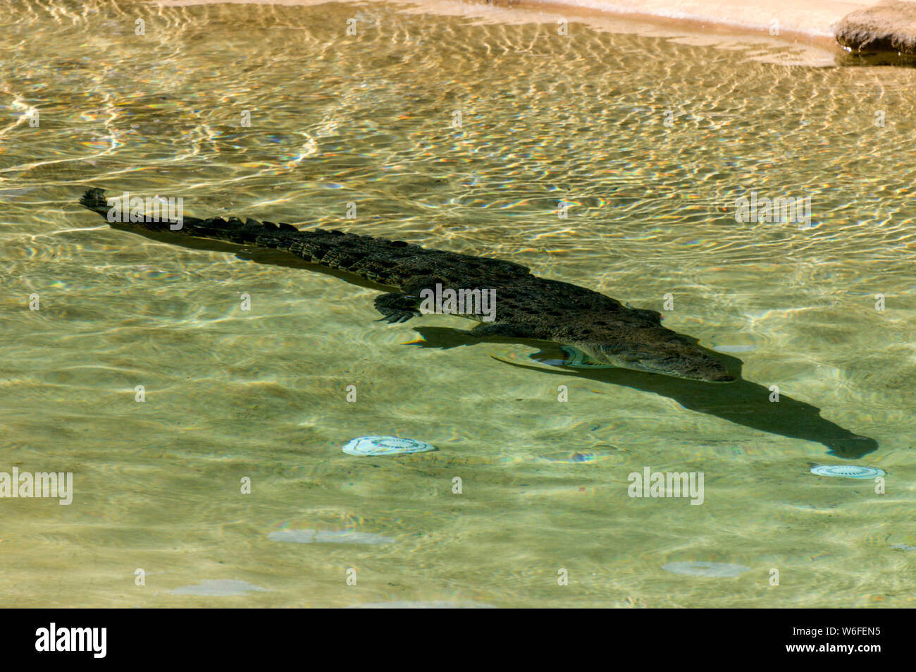 Saltie High Resolution Stock Photography and Images - Alamy