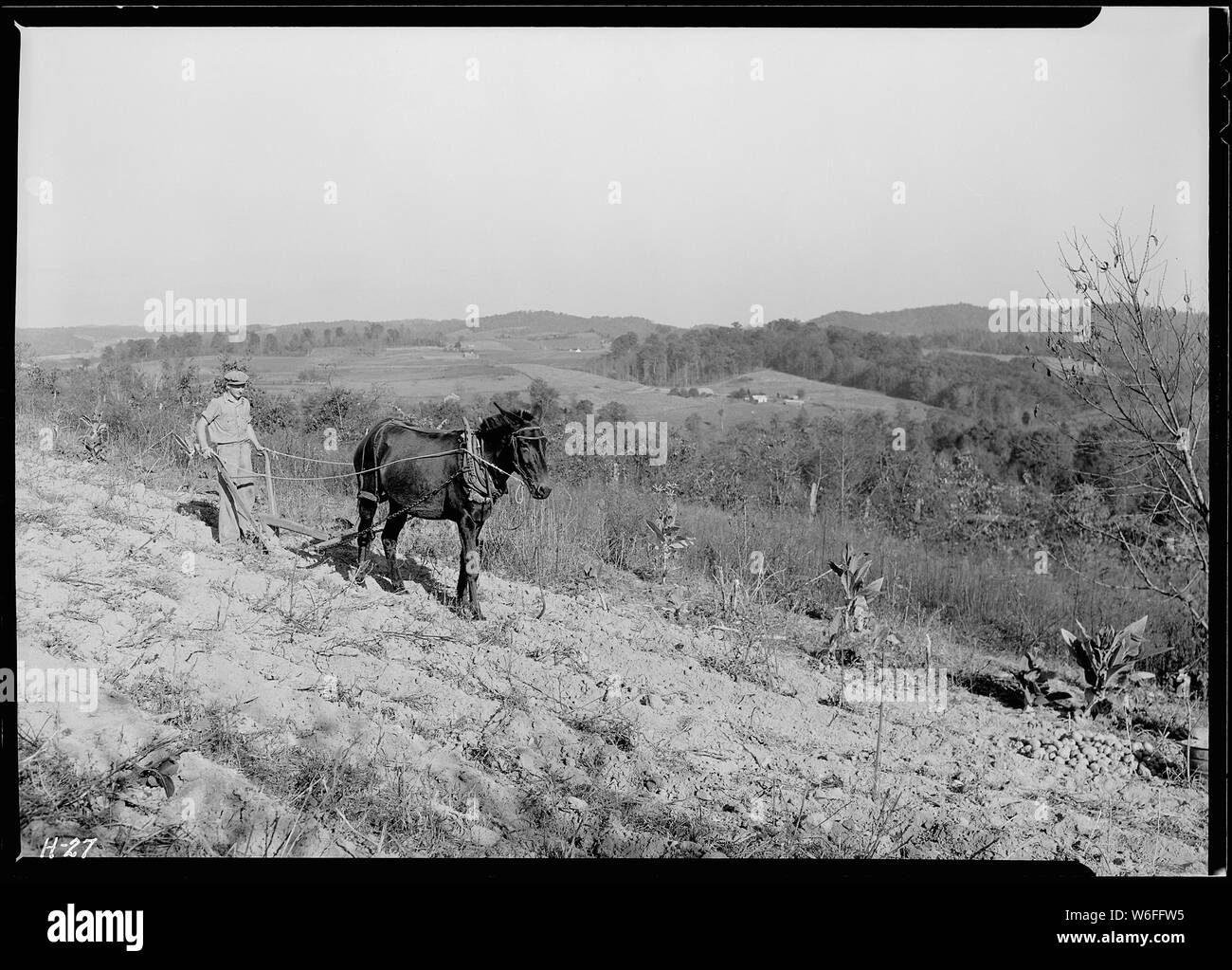 Bull plowing Black and White Stock Photos & Images - Alamy