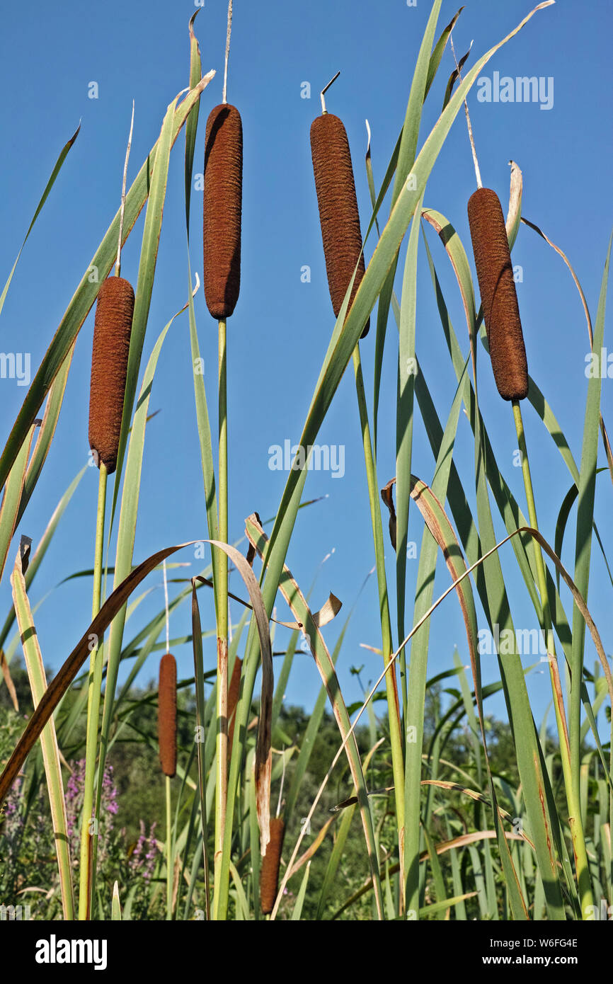 cattail plants with ripe flower spikes Stock Photo - Alamy