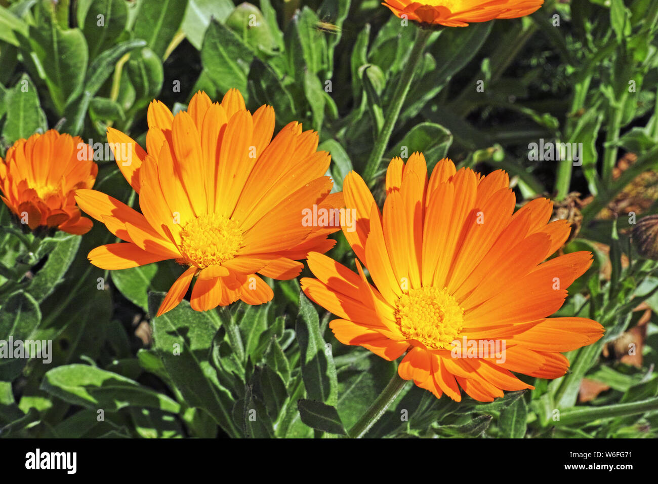 Marigolds flowers growing blooming hi-res stock photography and images ...