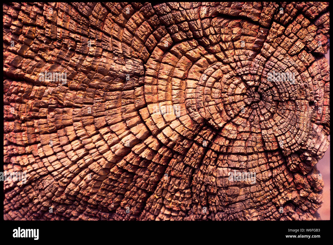 Bark nobody macro saw tree hi-res stock photography and images - Alamy