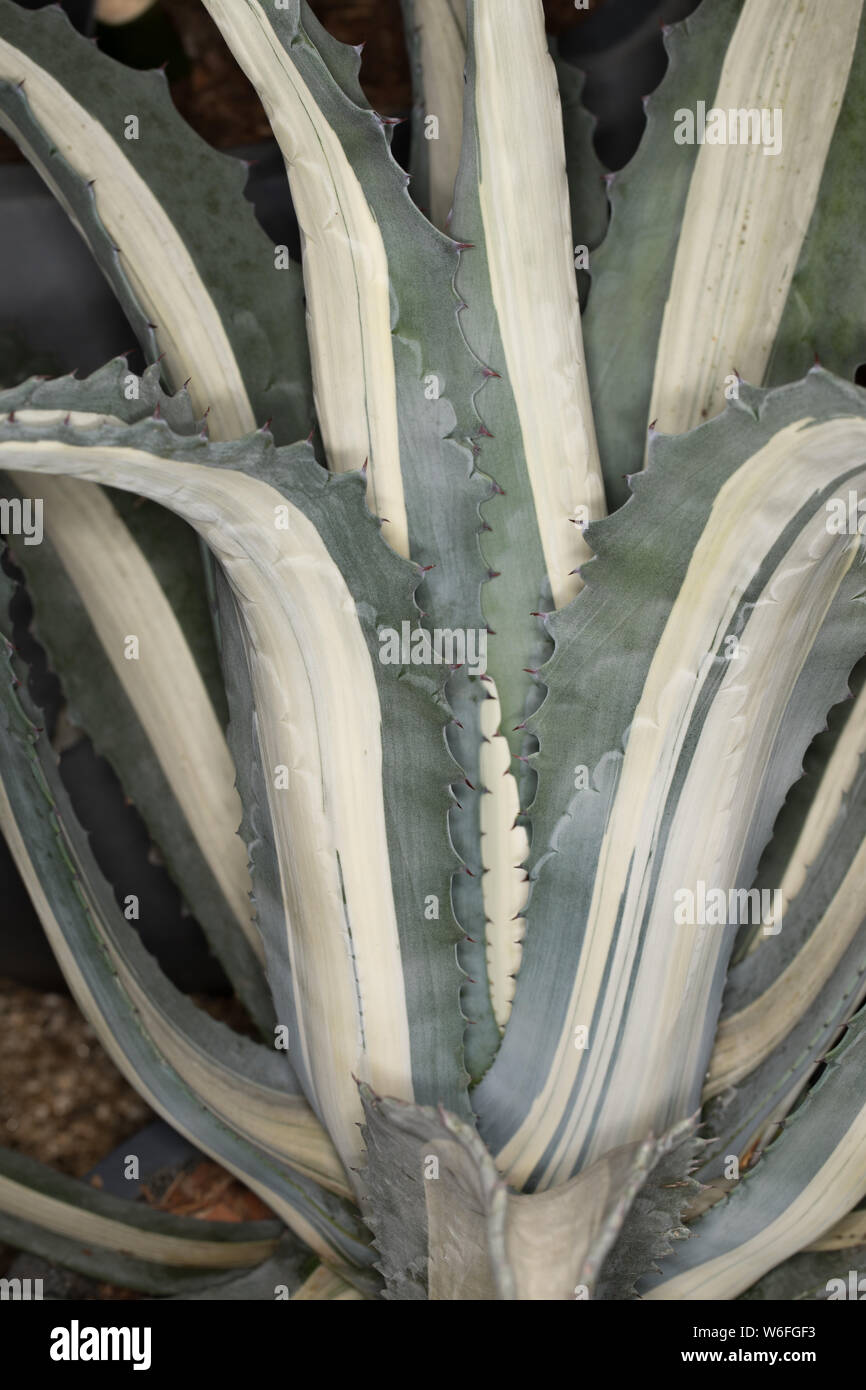 Agave Americana Mediopicta Alba Stock Photo - Alamy