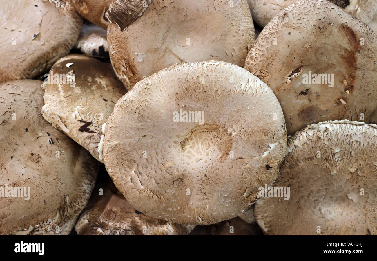 huge portabella mushroom in wooden bucket at market place Stock Photo ...