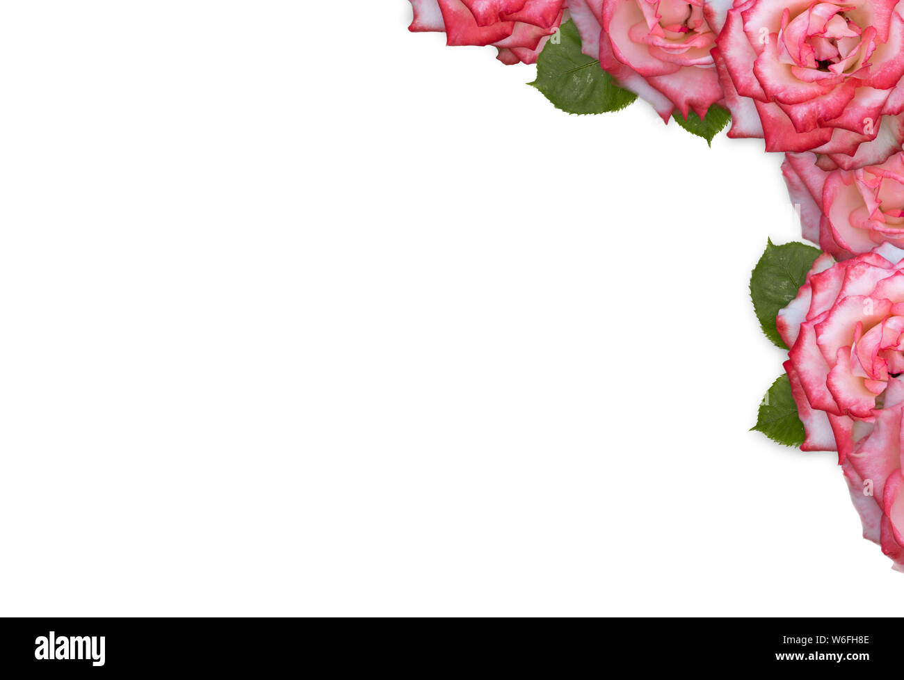 Pink rose frame isolated on white background Stock Photo - Alamy