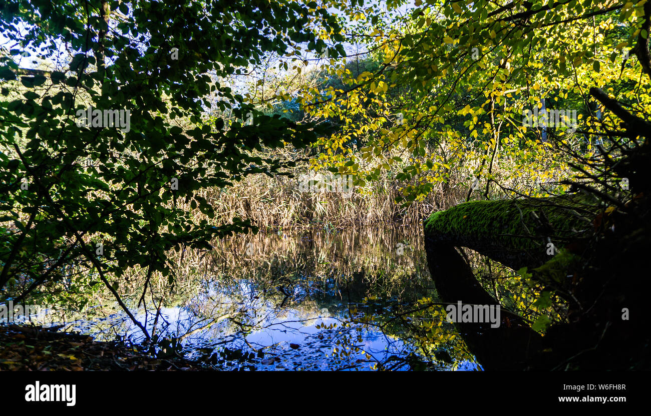Forest scene with fallen tree hi-res stock photography and images - Alamy