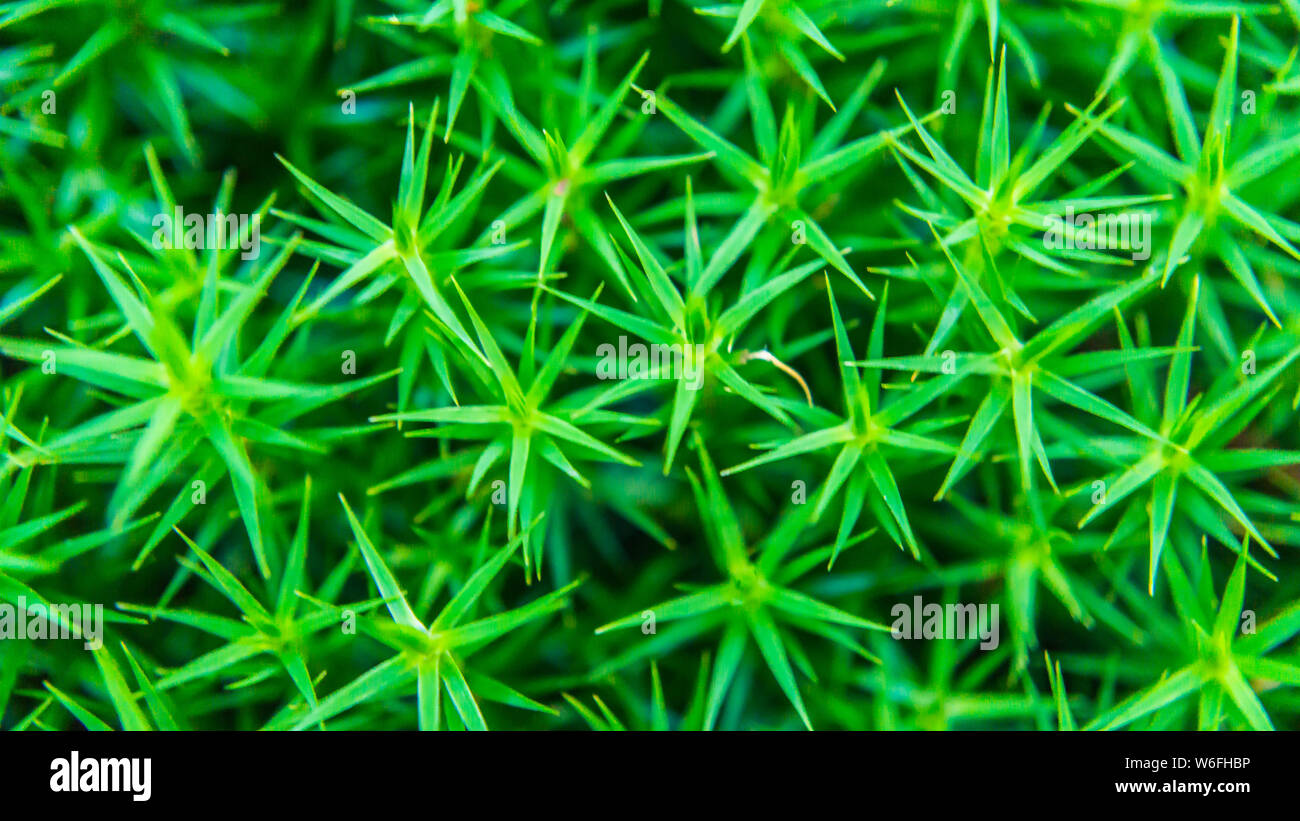 macro of moss Stock Photo - Alamy