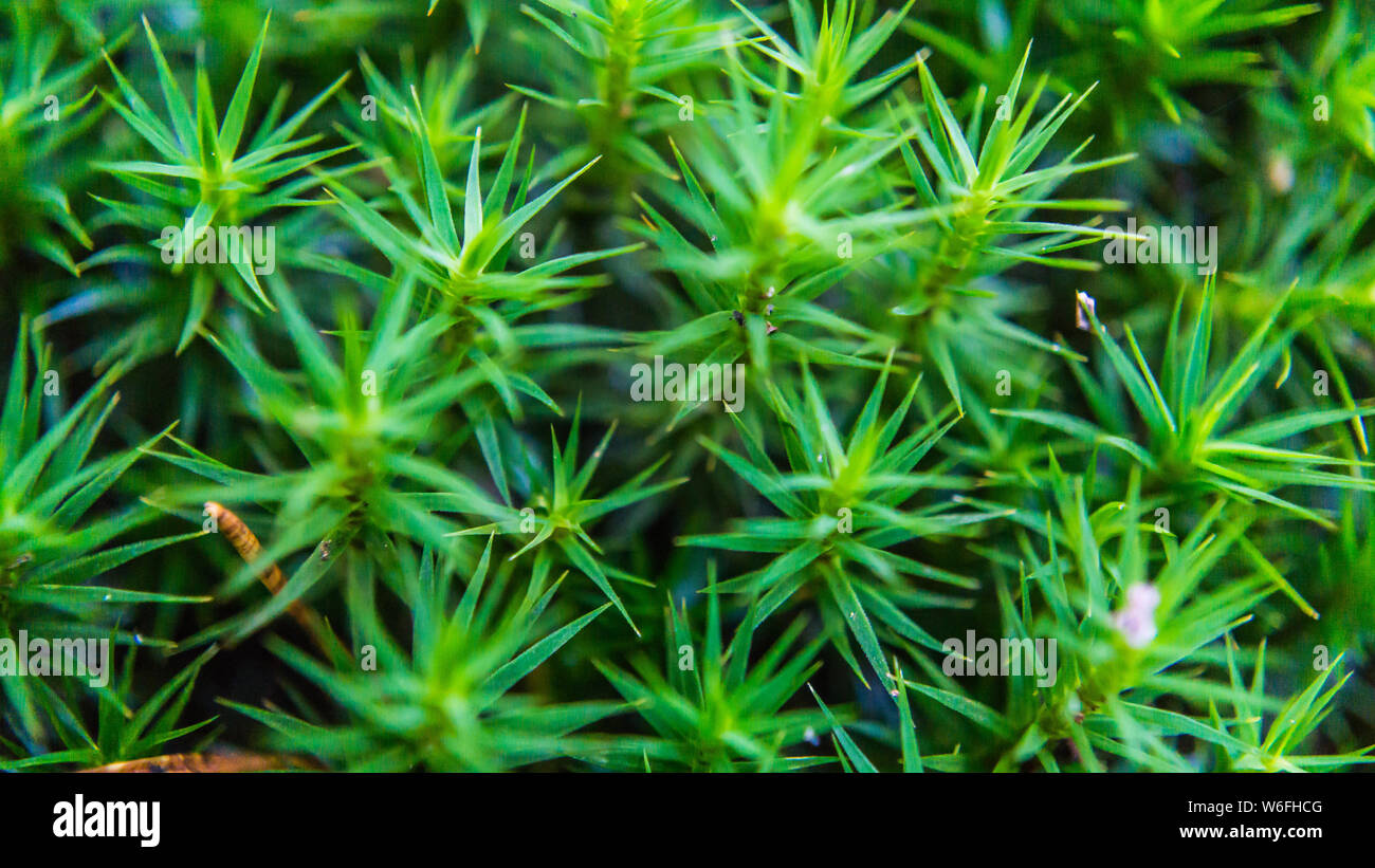 Moss macro hi-res stock photography and images - Alamy