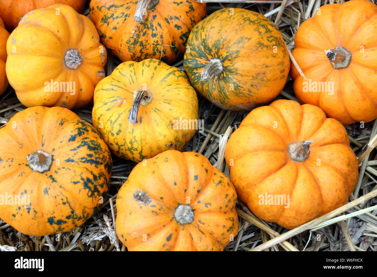 Mini pumpkins heap halloween hi-res stock photography and images - Alamy