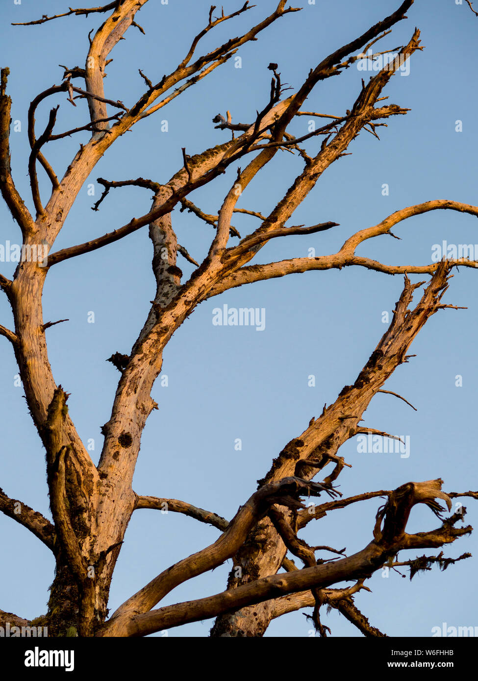 Life and death tree hi-res stock photography and images - Alamy