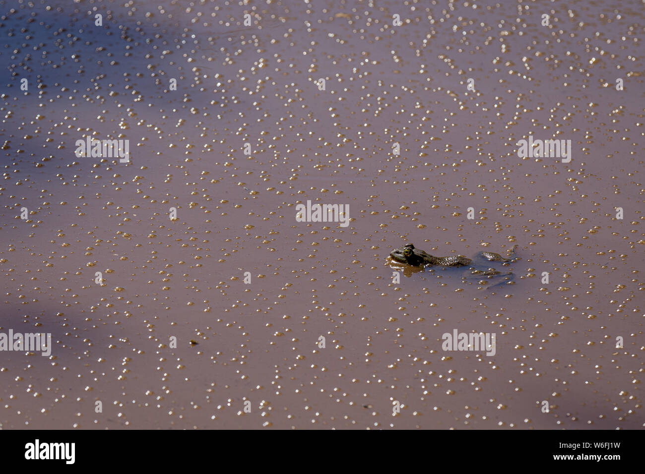 An American bullfrog floats in a dirty pond in the San Pedro Riparian ...
