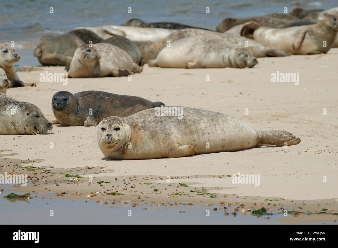 Seals on a beach hi-res stock photography and images - Alamy