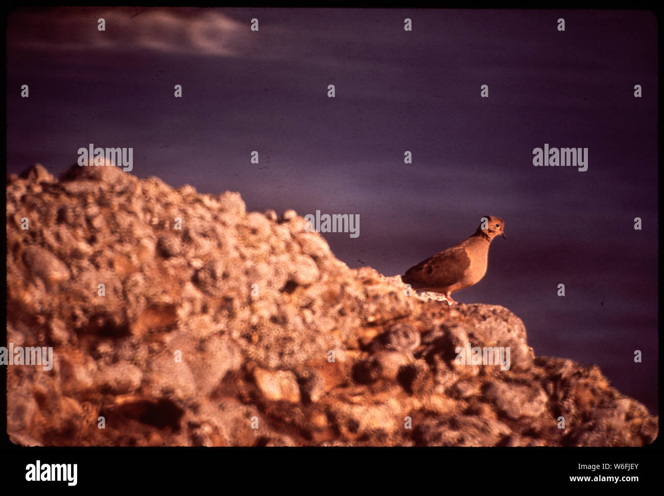 CALIFORNIA--POINT LOBOS STATE PARK Stock Photo - Alamy