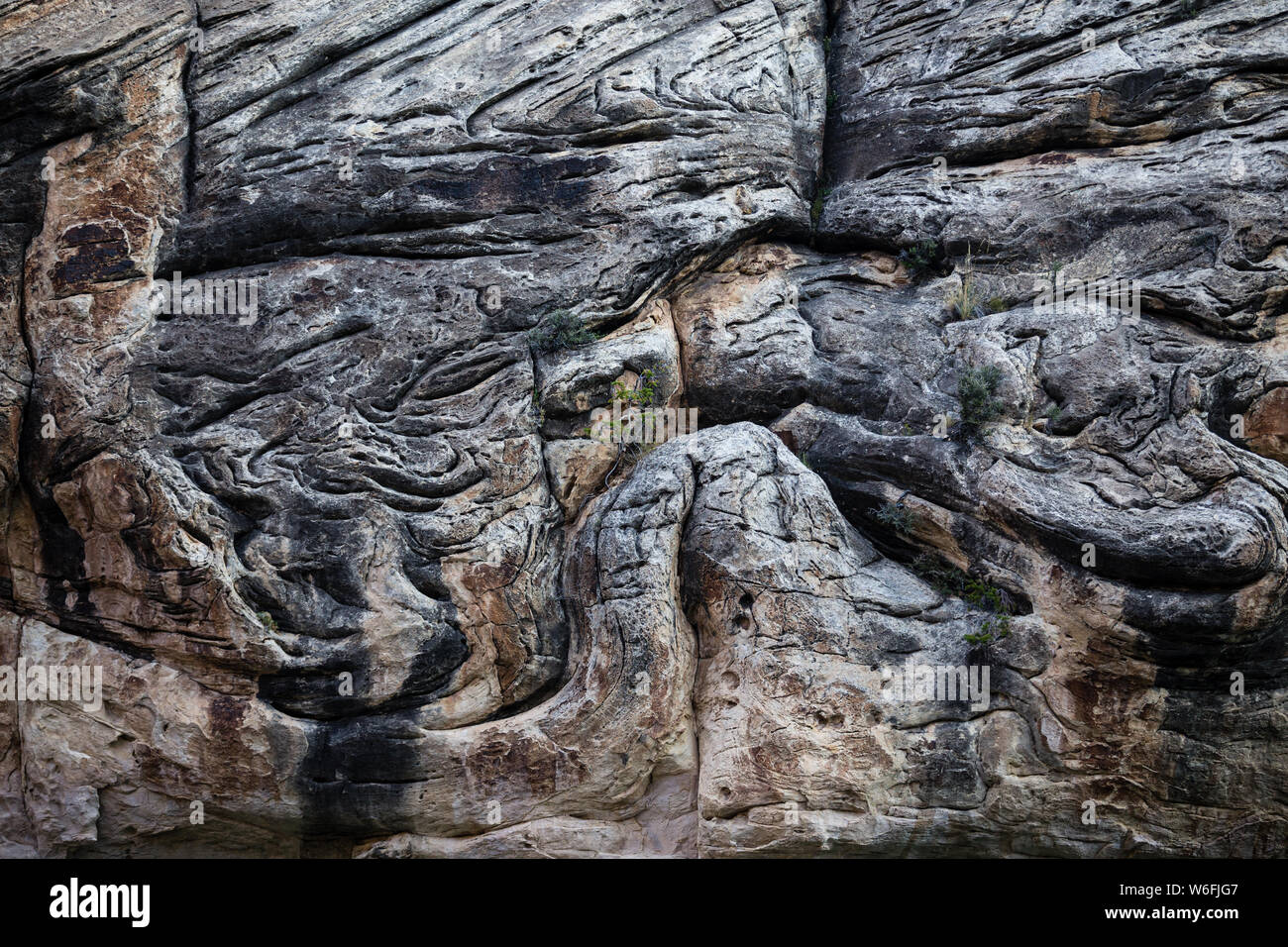 Grow in on the face of a massive limestone cliff hi-res stock ...