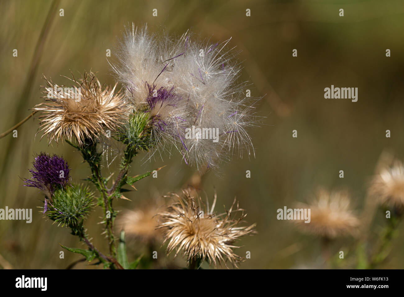 Thistle Flood Of 1983