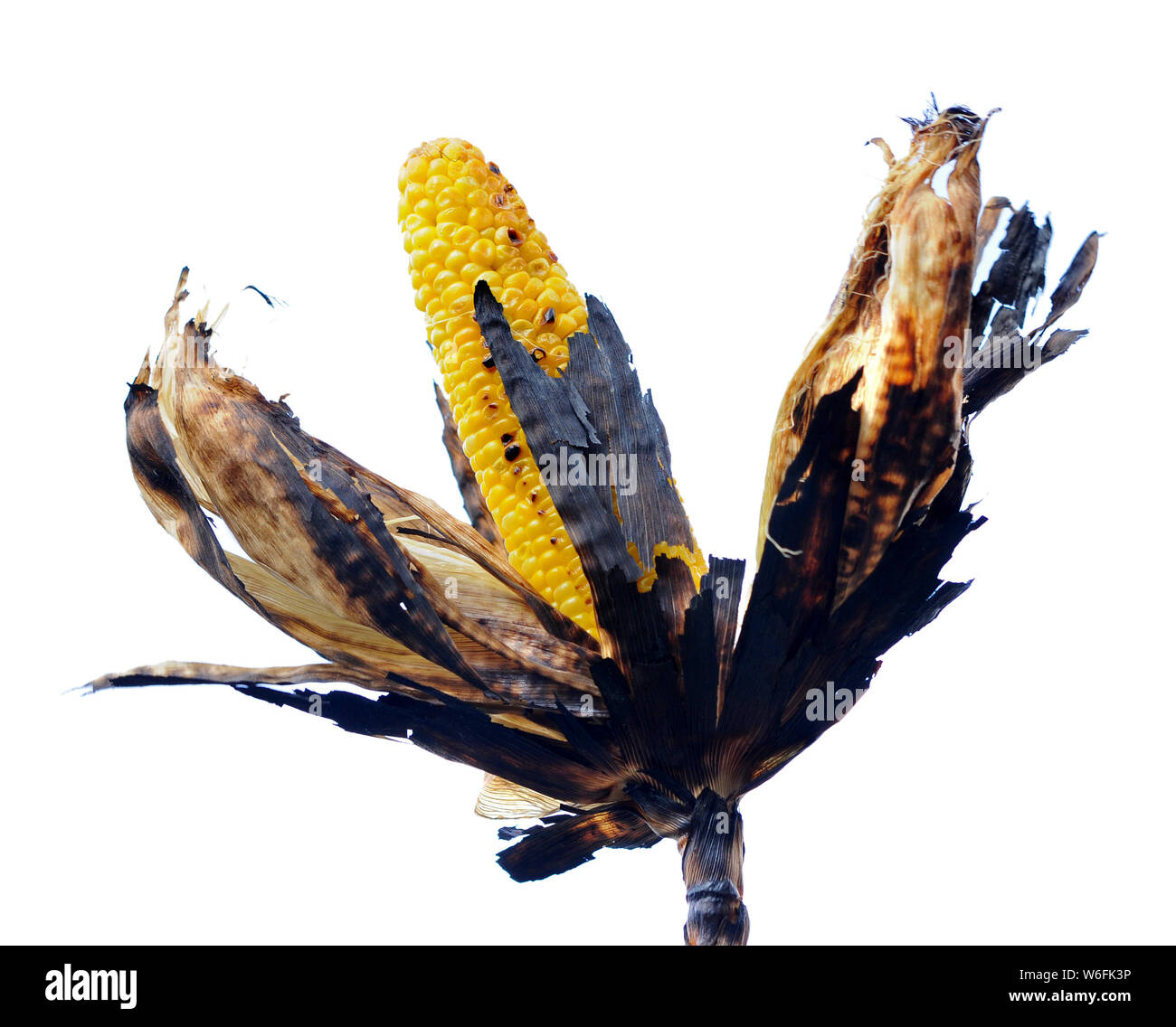 single toasted corn isolated on white background Stock Photo - Alamy