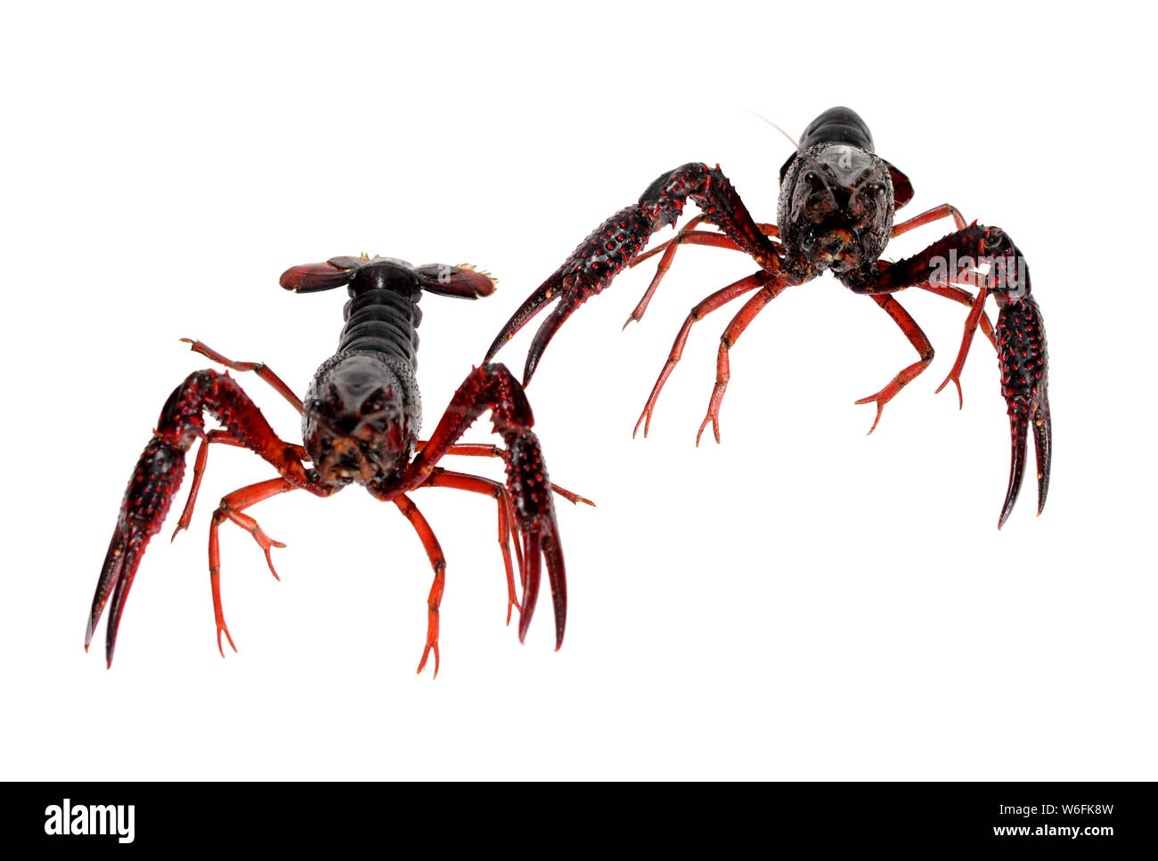 two alive crawfish isolated on white background Stock Photo - Alamy