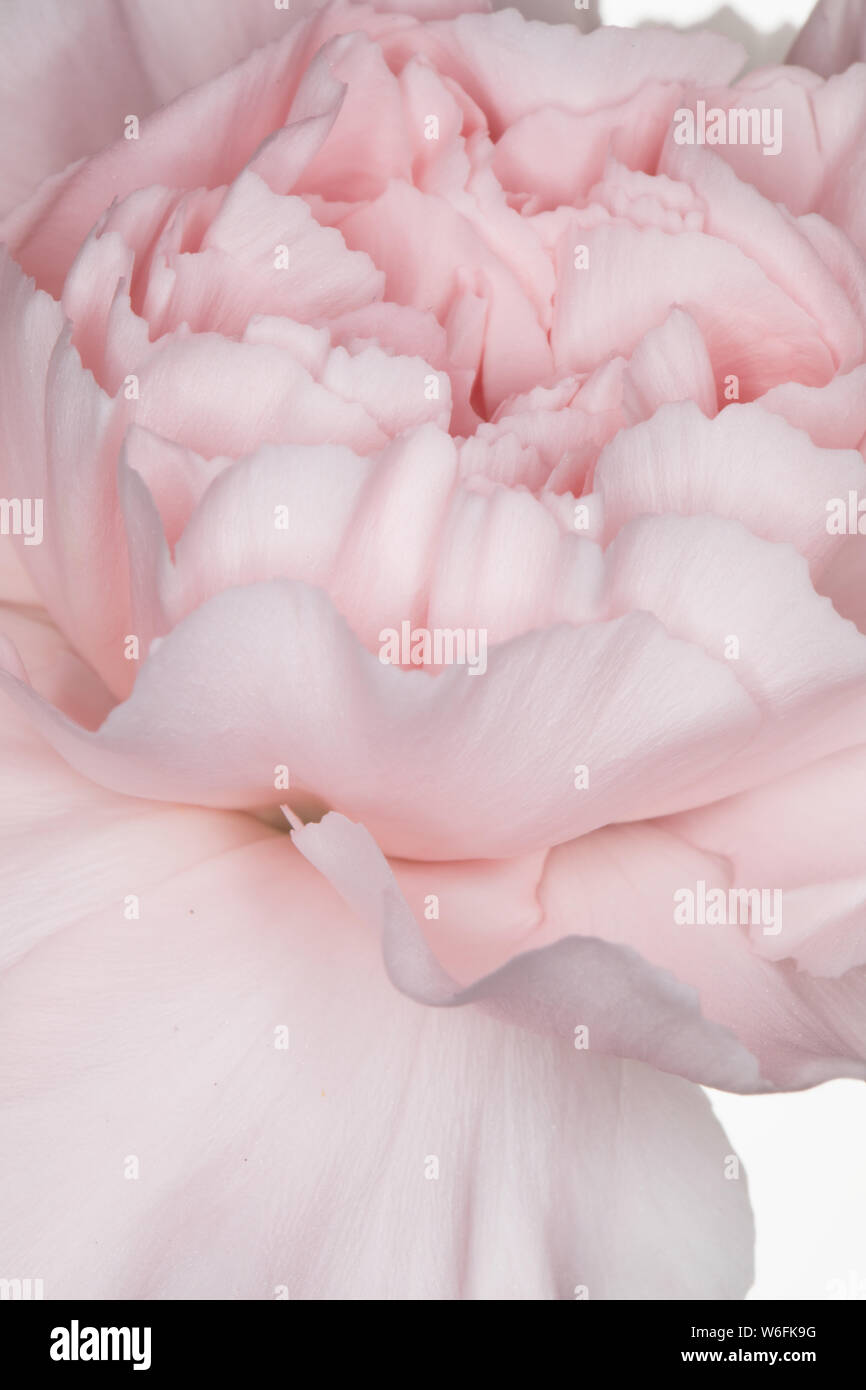 Petal formation hi-res stock photography and images - Alamy