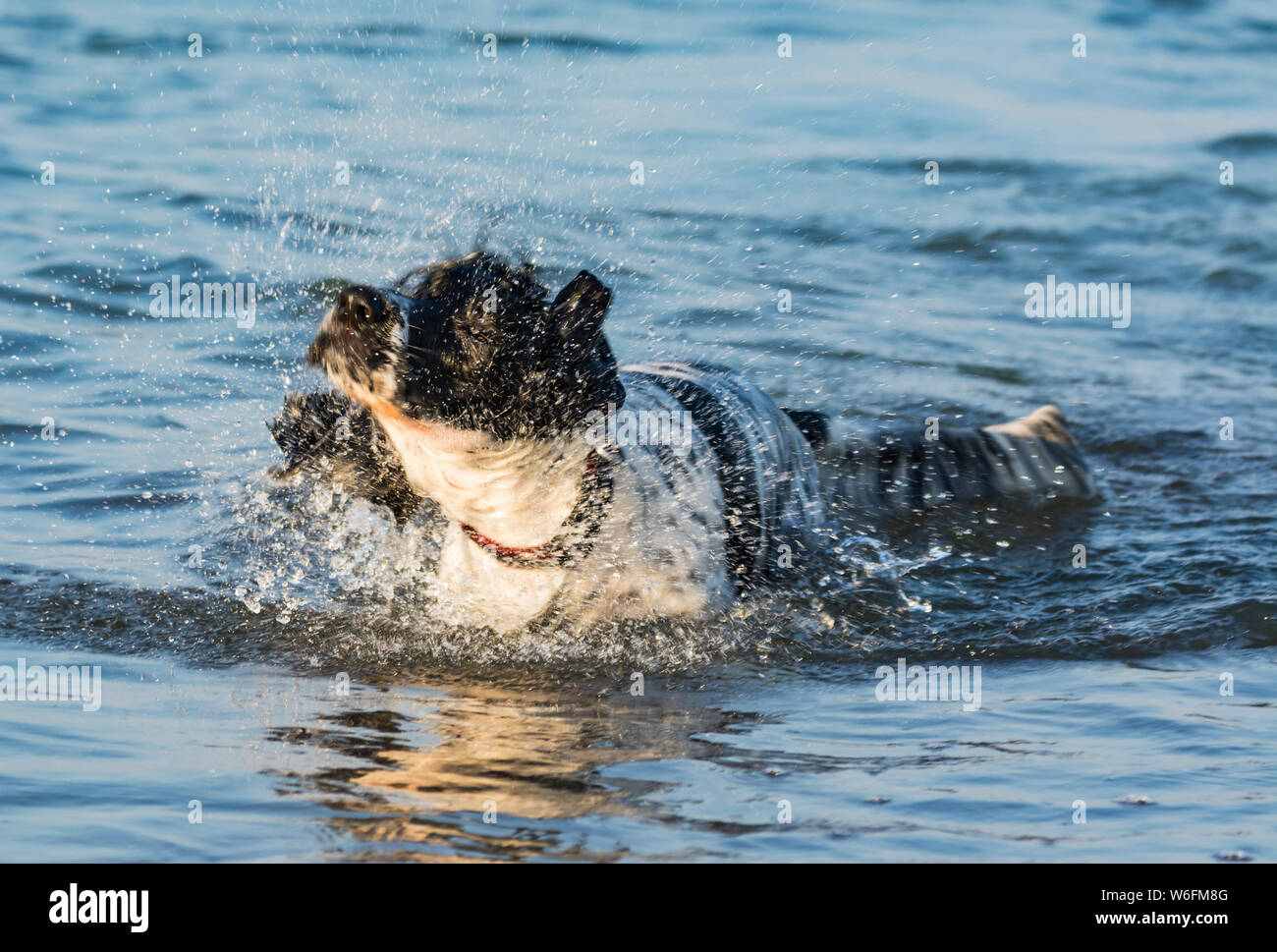 Dog shaking off water hi-res stock photography and images - Alamy