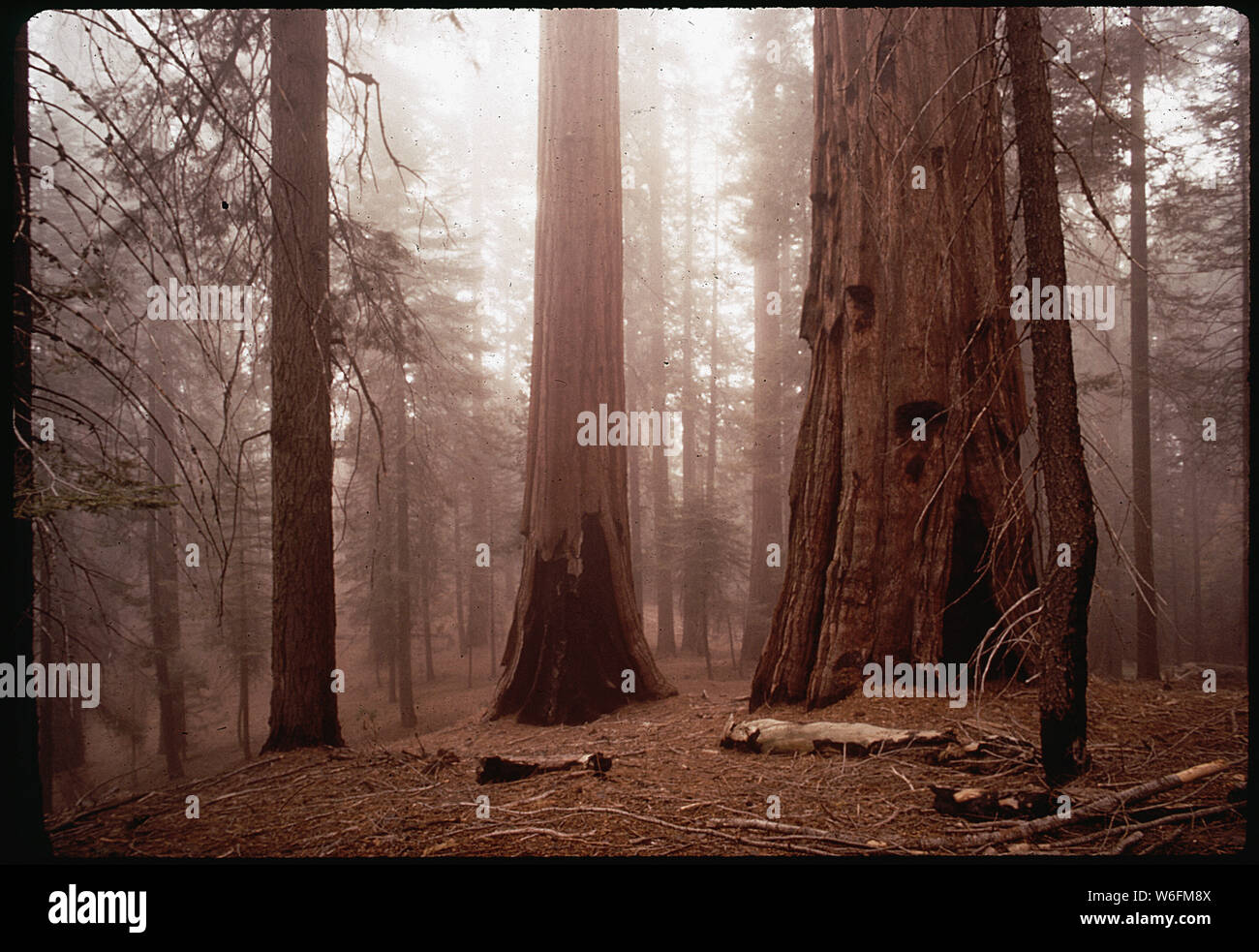 CHARRED TREES IN BURNT FOREST AREA, PHOTOGRAPHED THROUGH MIST Stock ...