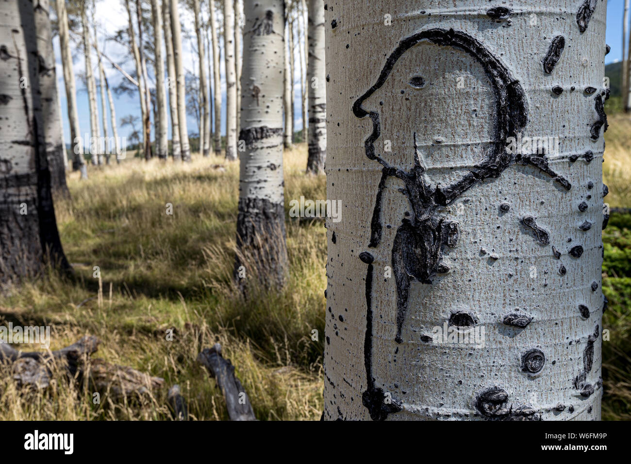 A face carved into an aspen tree, Uinta Mountains, Utah Stock Photo - Alamy